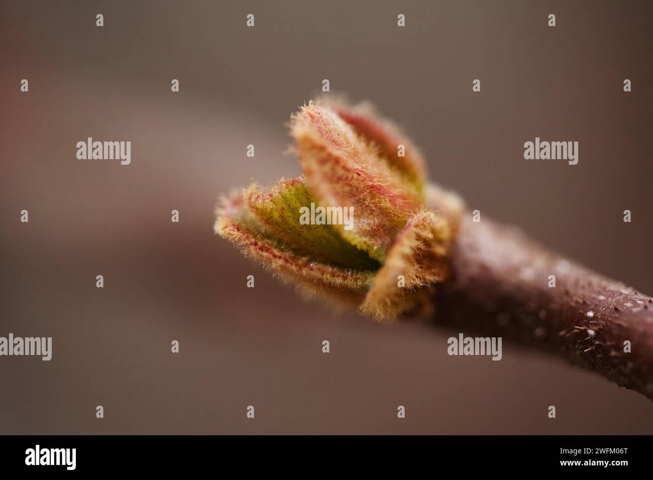 Macro Photo of Vine Leaves Bud in Opening Phase. Tiny buds on the vine ...