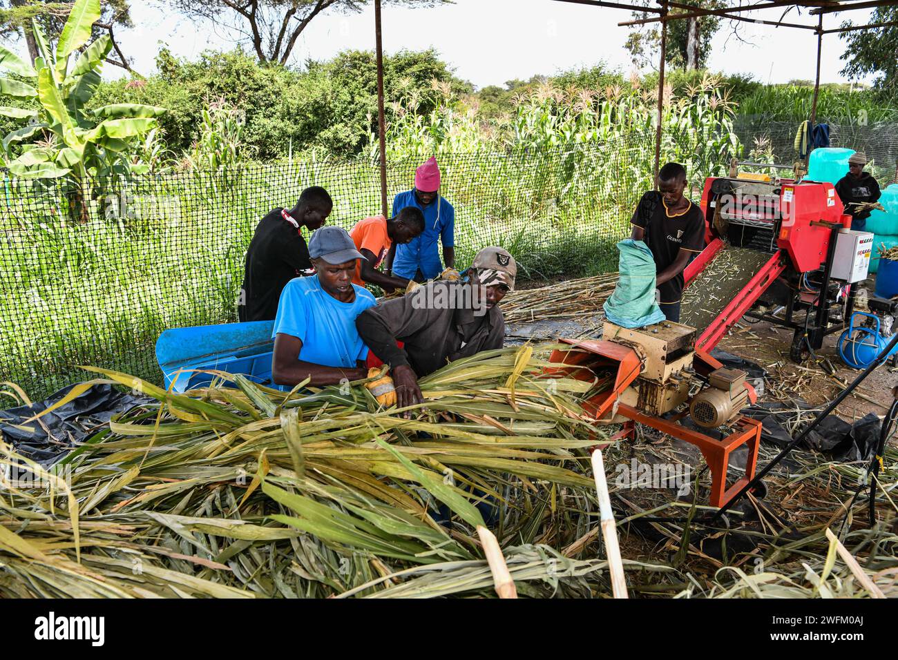 Nakuru, Kenya. 31st Jan, 2024. Local farmers crush Juncao crops at a ...