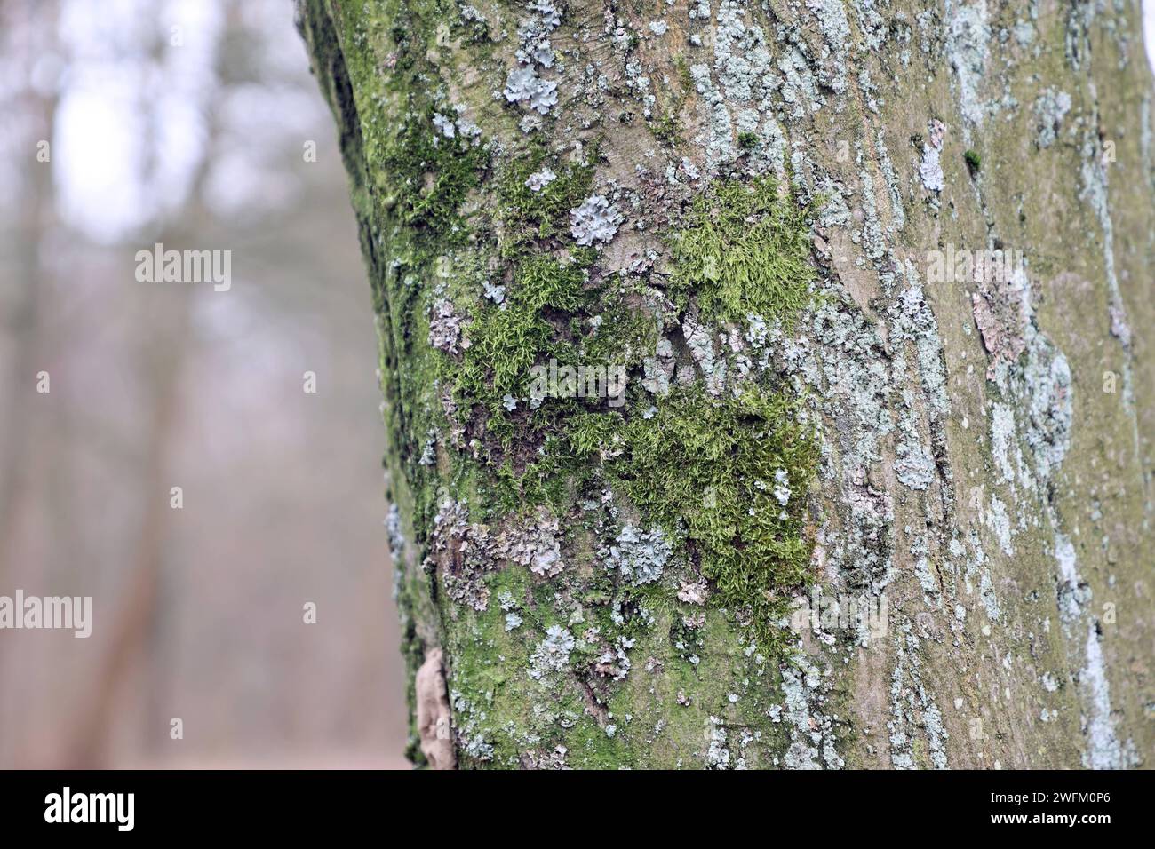 Photobioten hi-res stock photography and images - Alamy