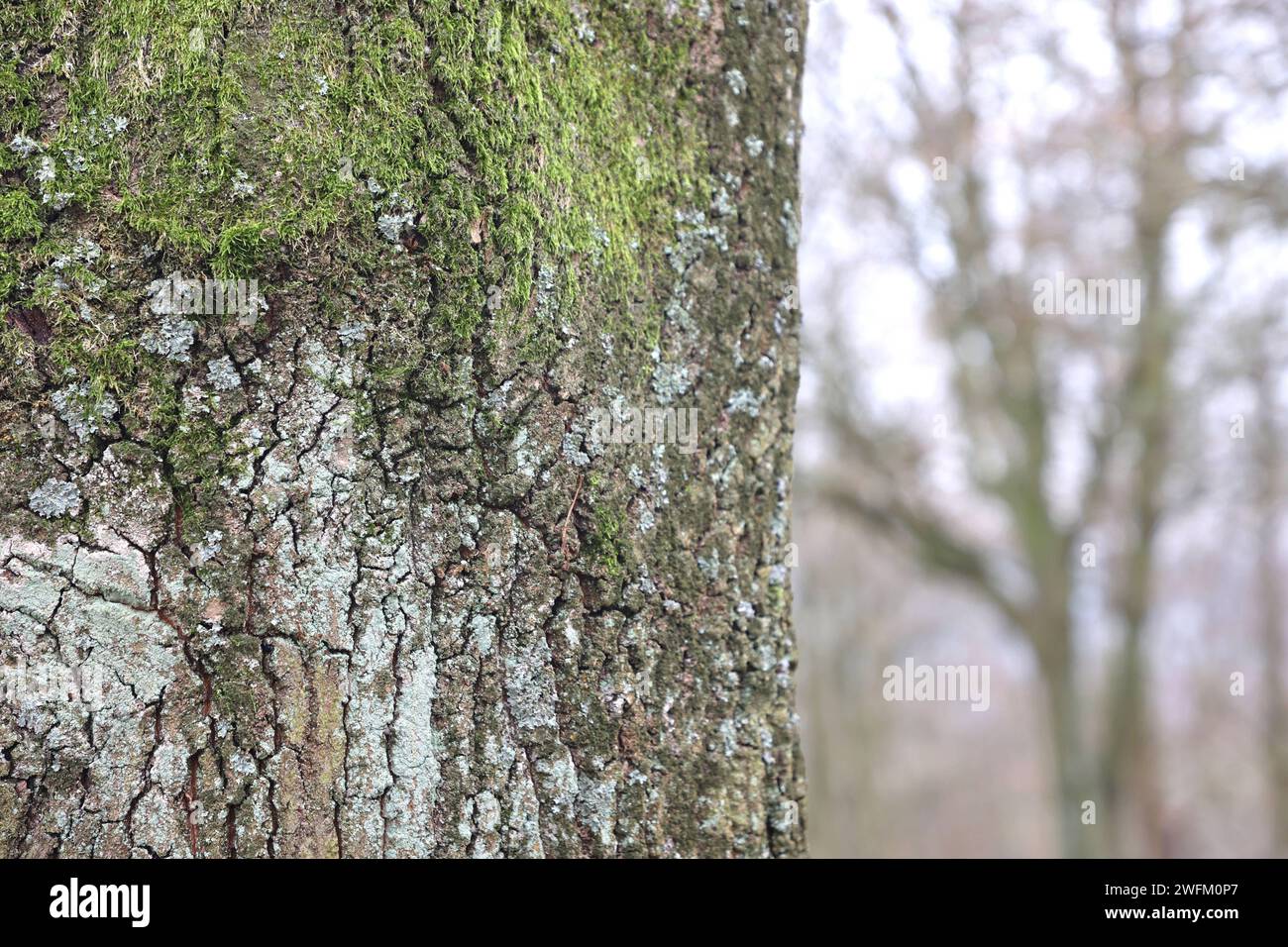 Photobioten hi-res stock photography and images - Alamy