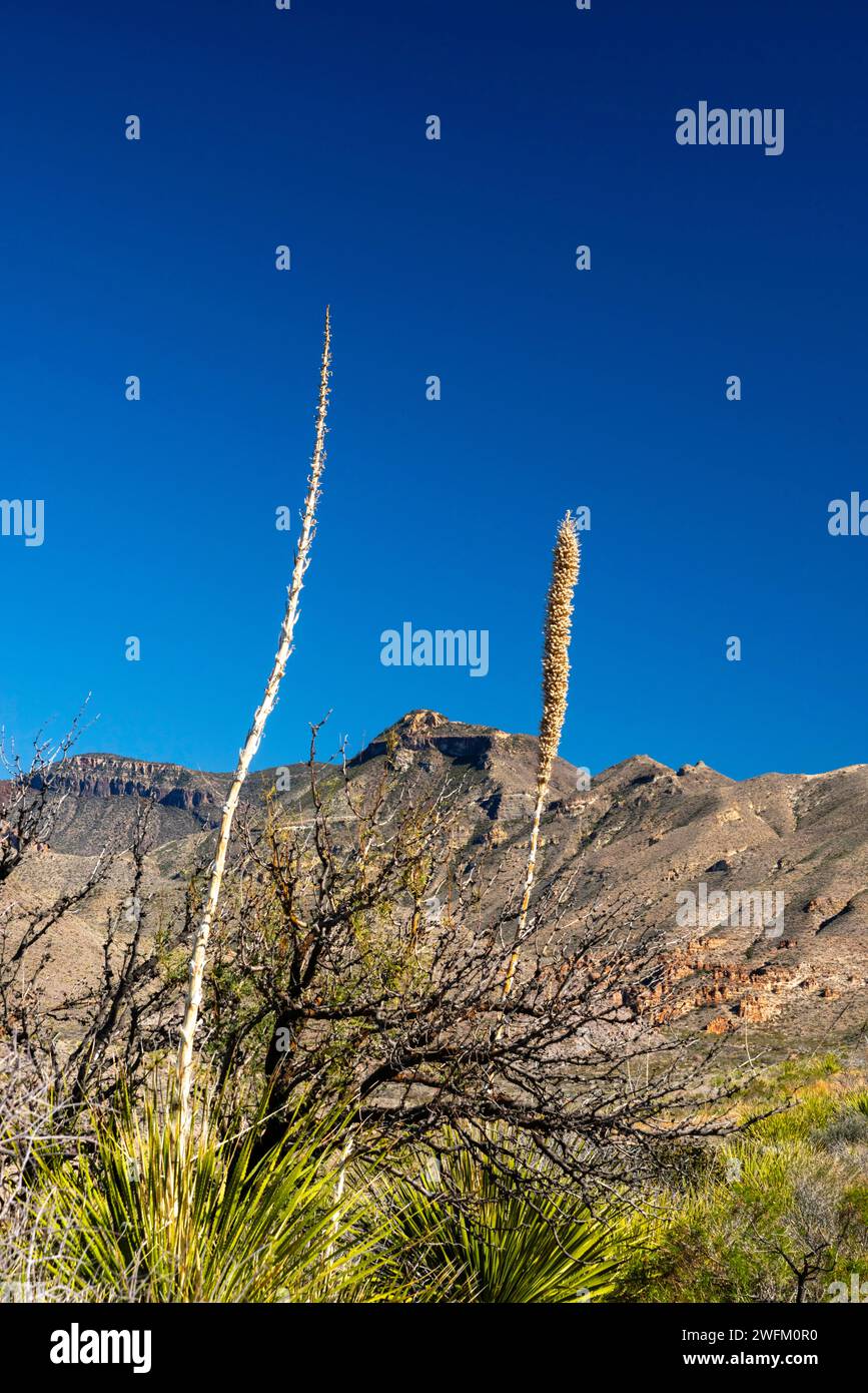View of the Chisos Mountains from by sotol blooms from the Sotol Vista ...