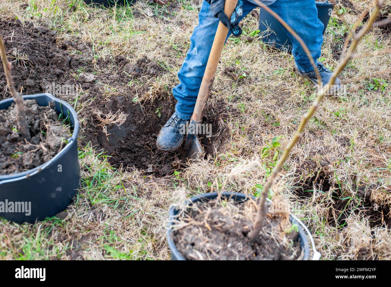 Hole in ground roots hi-res stock photography and images - Alamy