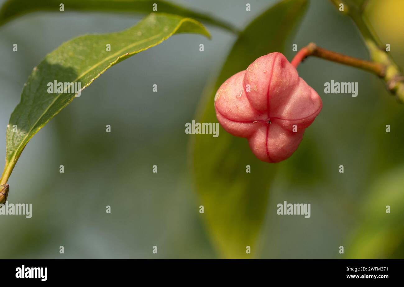 European spindle or common spindle (Euonymus europaeus) pink and orange ...