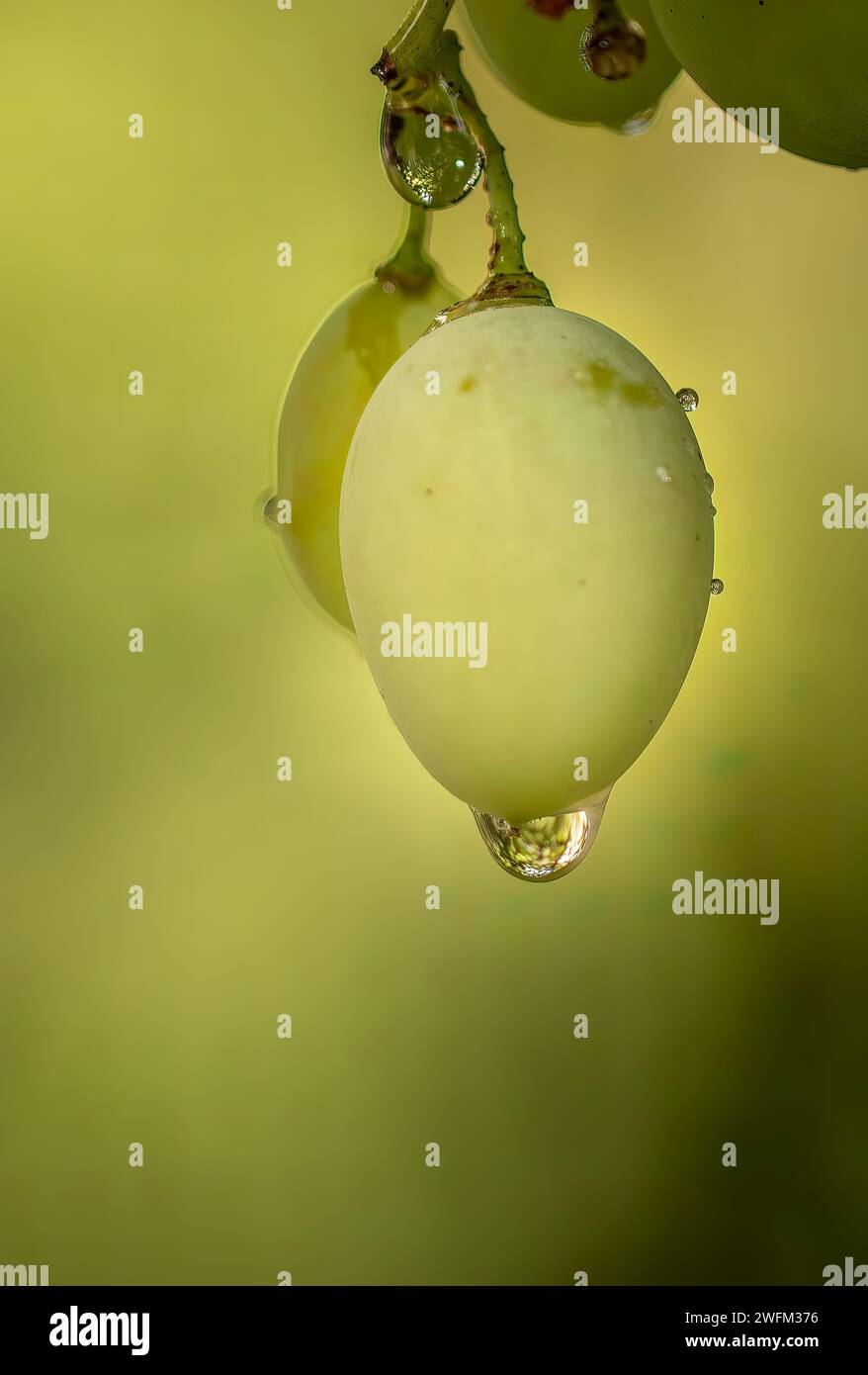 Grapes water hi-res stock photography and images - Alamy