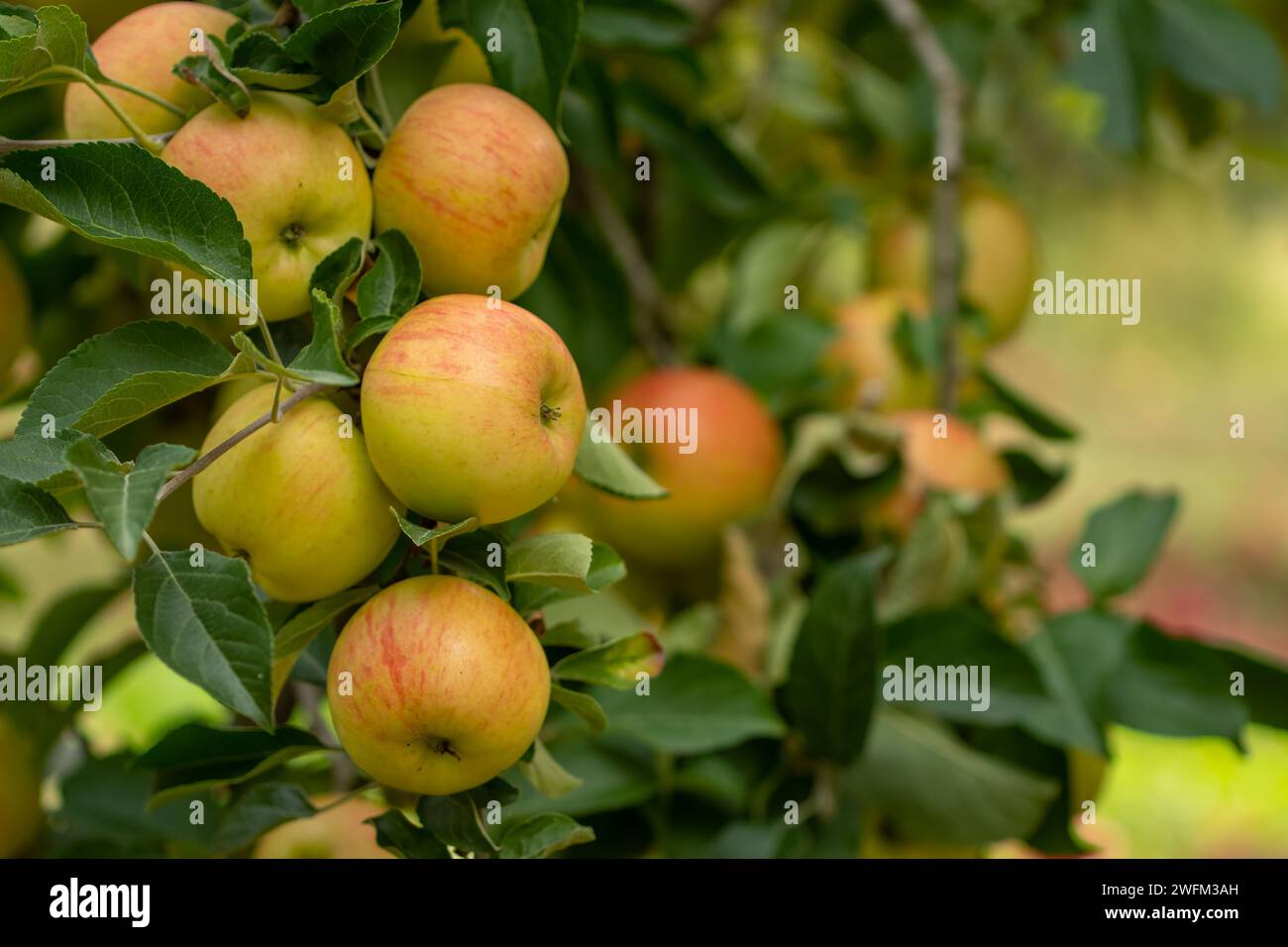 Tree support products hi-res stock photography and images - Alamy