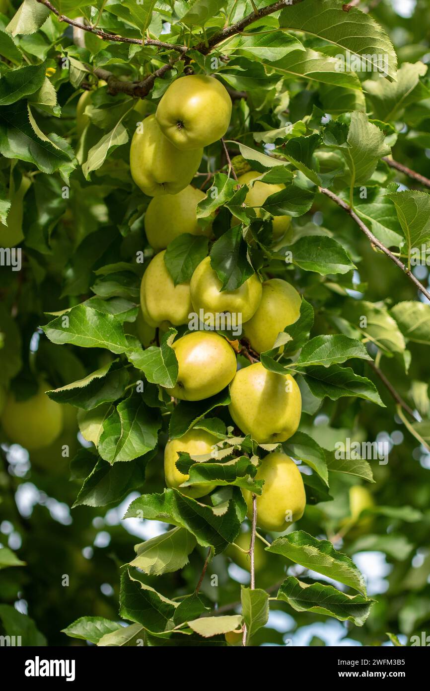 A bunch of delicious Golden apples on a tree branch. Organic food ...