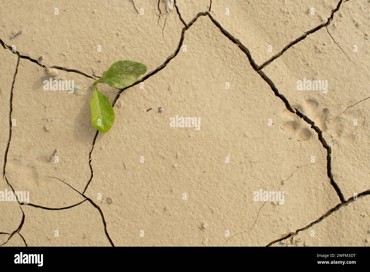 Animal footprint hi-res stock photography and images - Alamy