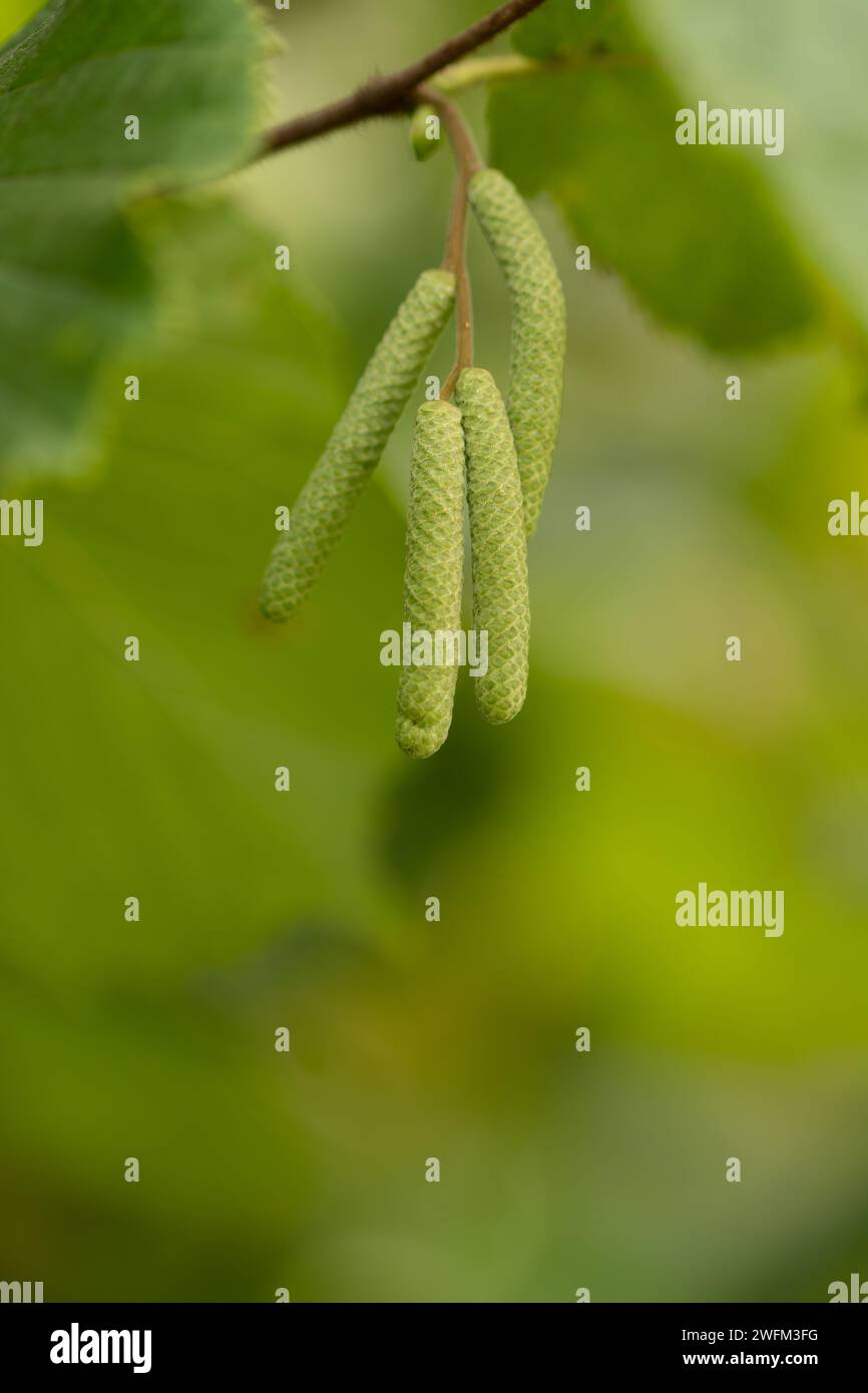 Nuciferae hi-res stock photography and images - Alamy