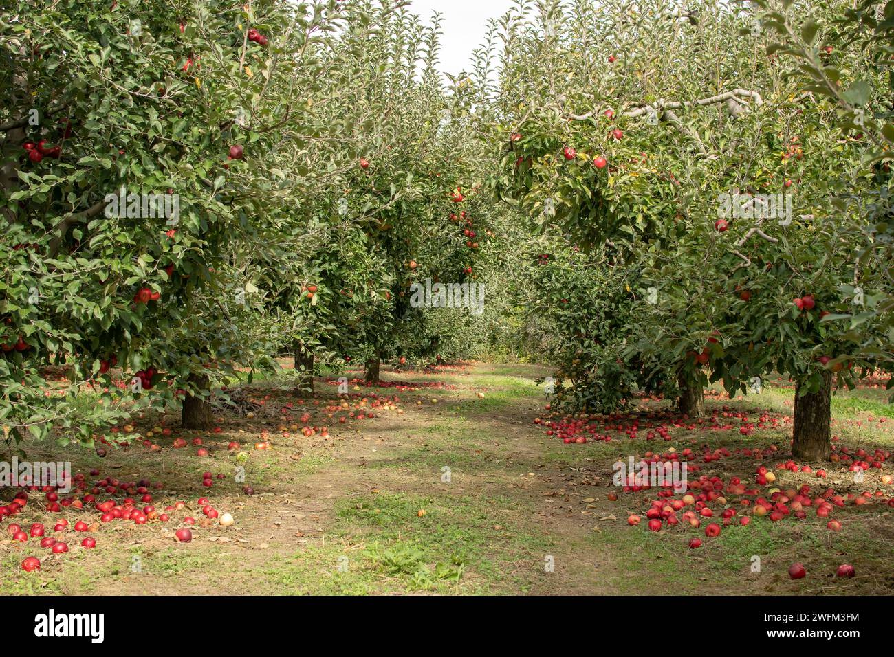 Apple production hi-res stock photography and images - Alamy