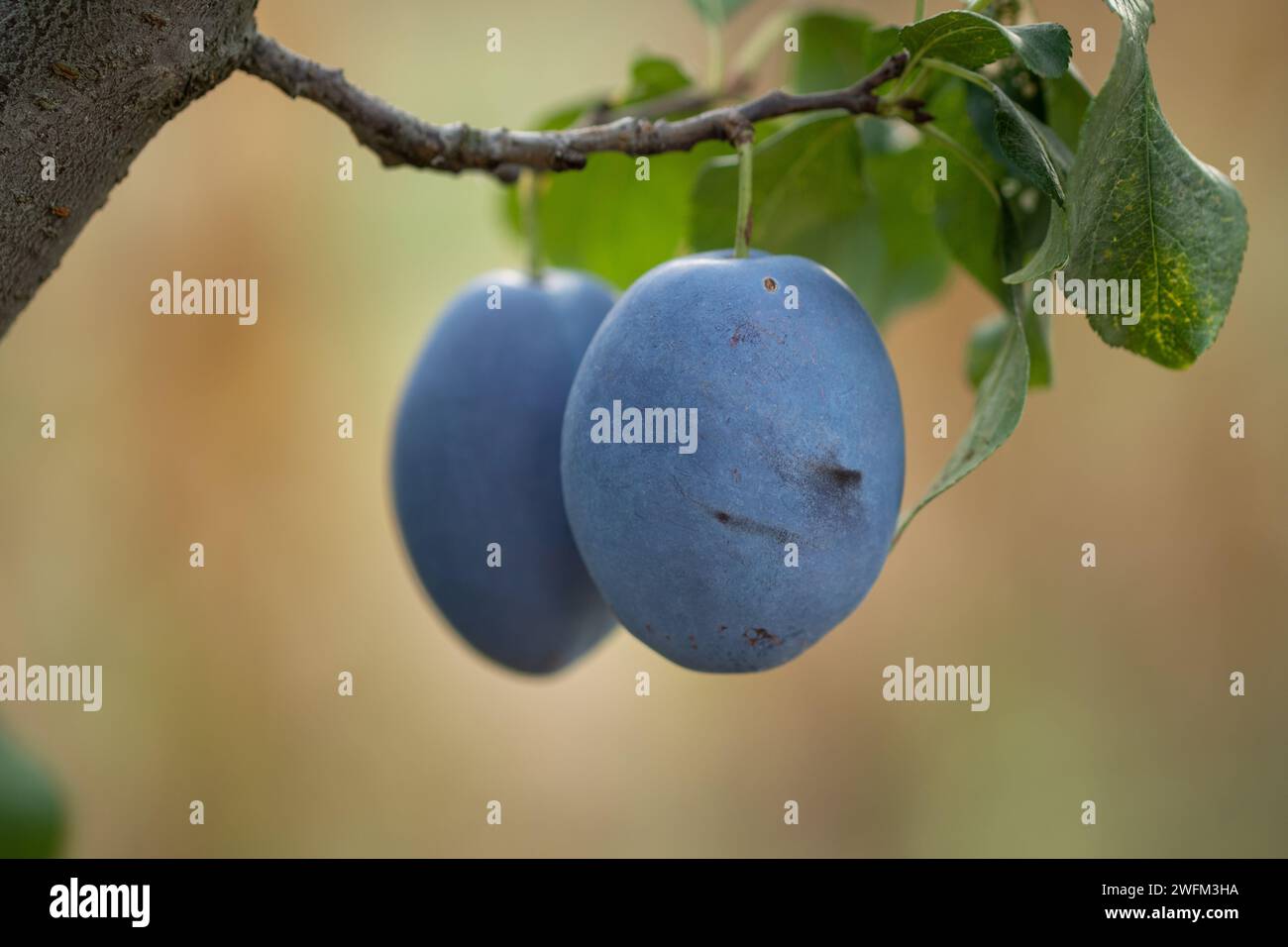 Two organic plums on a branch. Organic fruits concept Stock Photo - Alamy