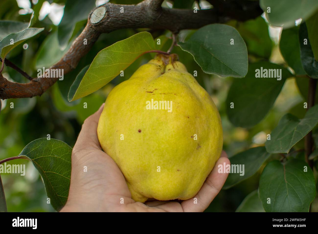 A man's hand picking a ripe quince from a tree. Ripe organic quince ...