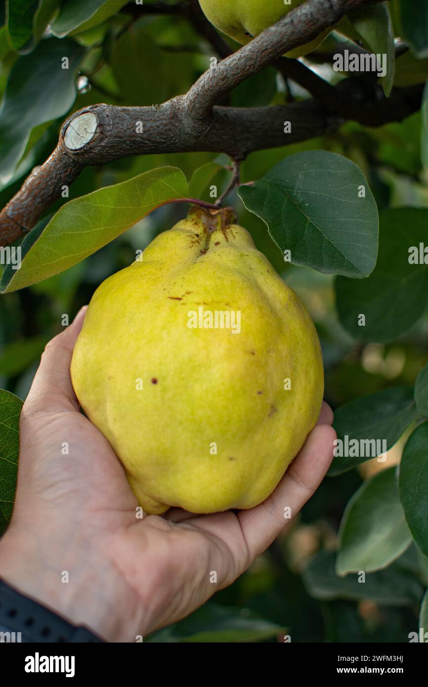 A man's hand picking a ripe quince from a tree. Ripe organic quince ...