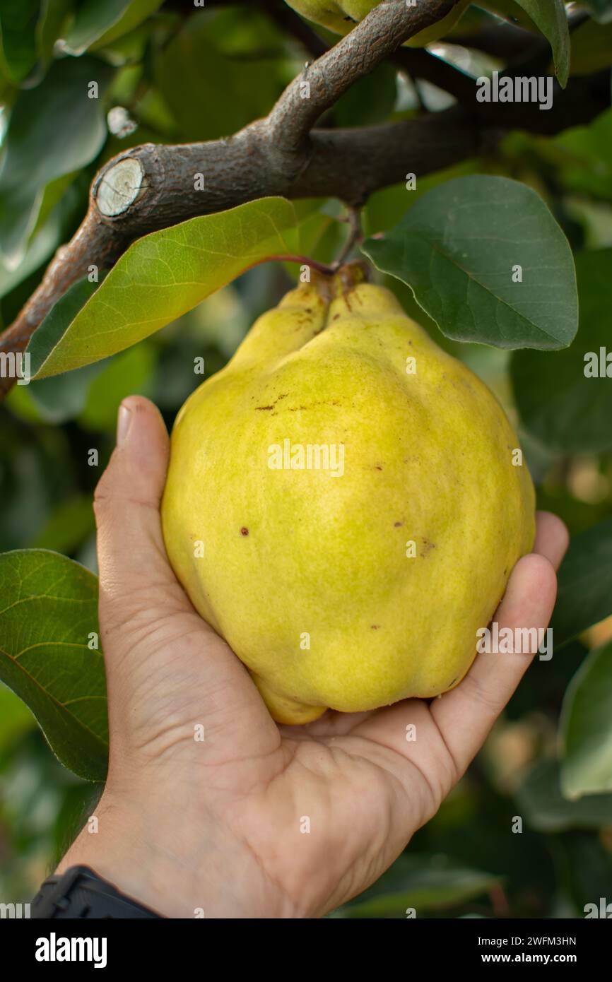 A man's hand picking a ripe quince from a tree. Ripe organic quince ...