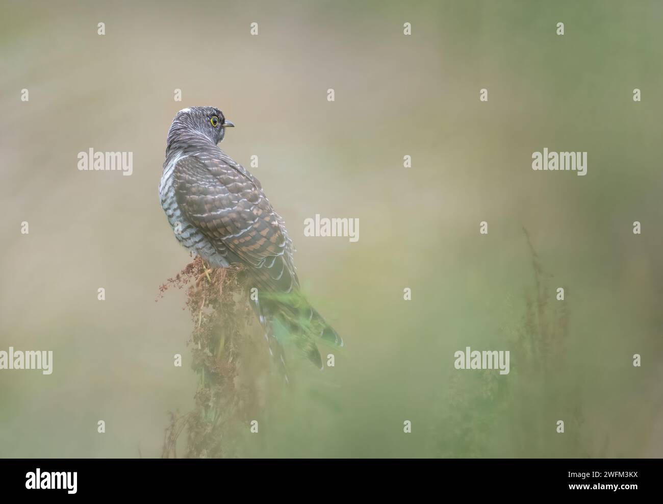 A sharp picture of a Common Cuckoo (Cuculus canorus) juvenile. Birds ...