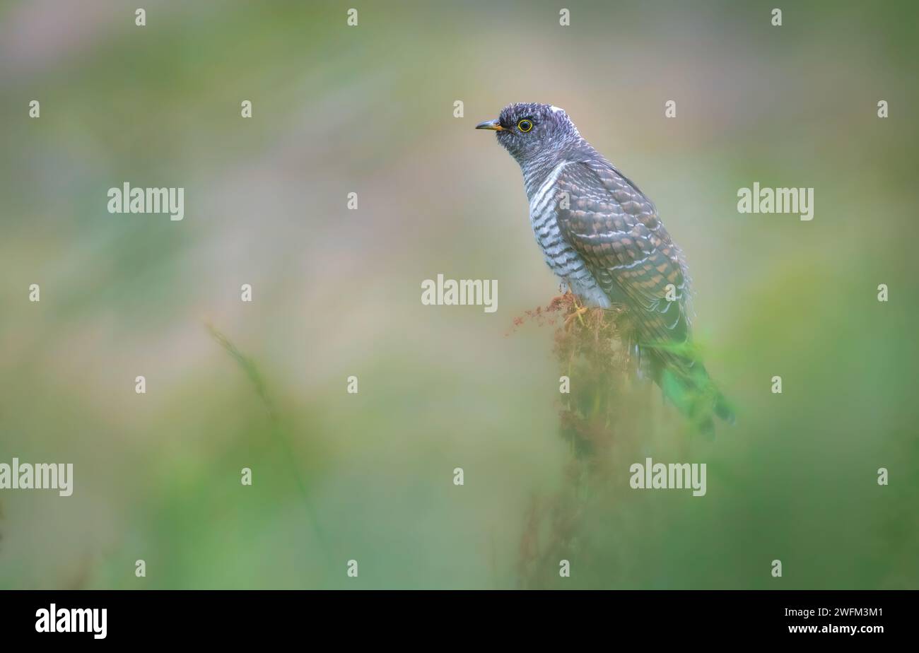 A sharp picture of a Common Cuckoo (Cuculus canorus) juvenile. Birds ...
