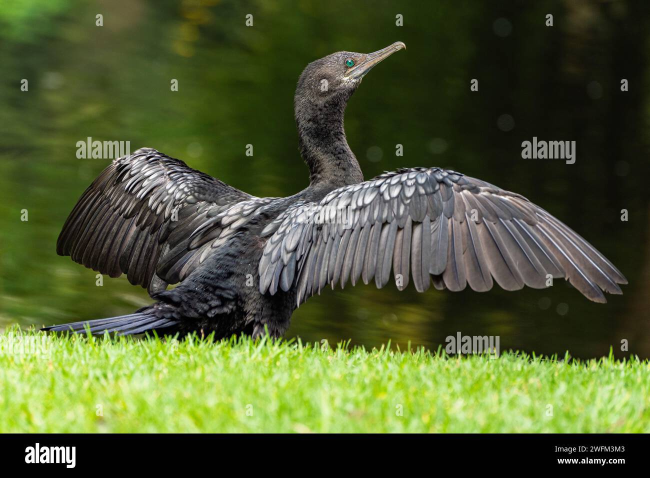 Cormorant Bird drying it's wings on a grassy bank Stock Photo - Alamy