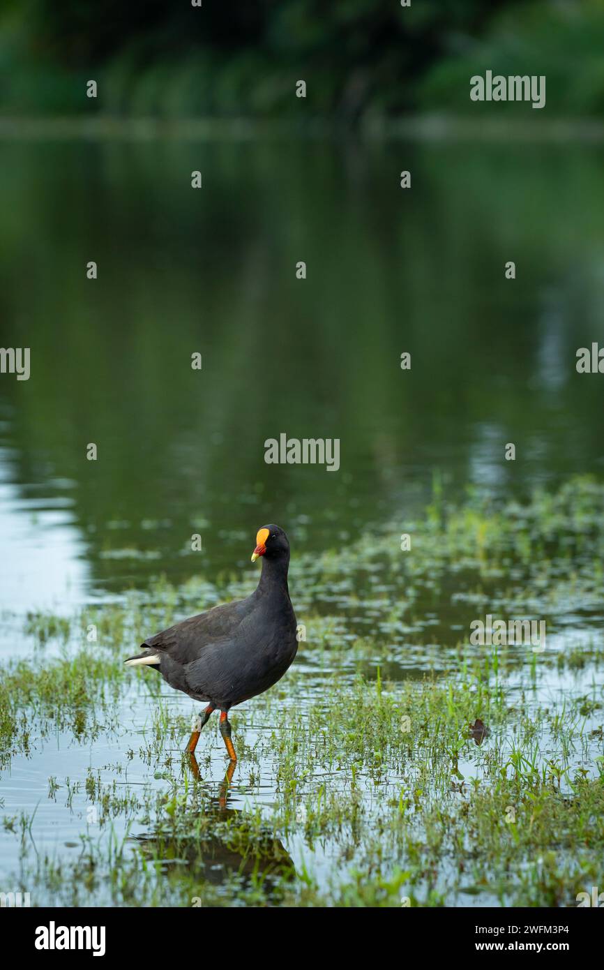 One moorhen hi-res stock photography and images - Alamy