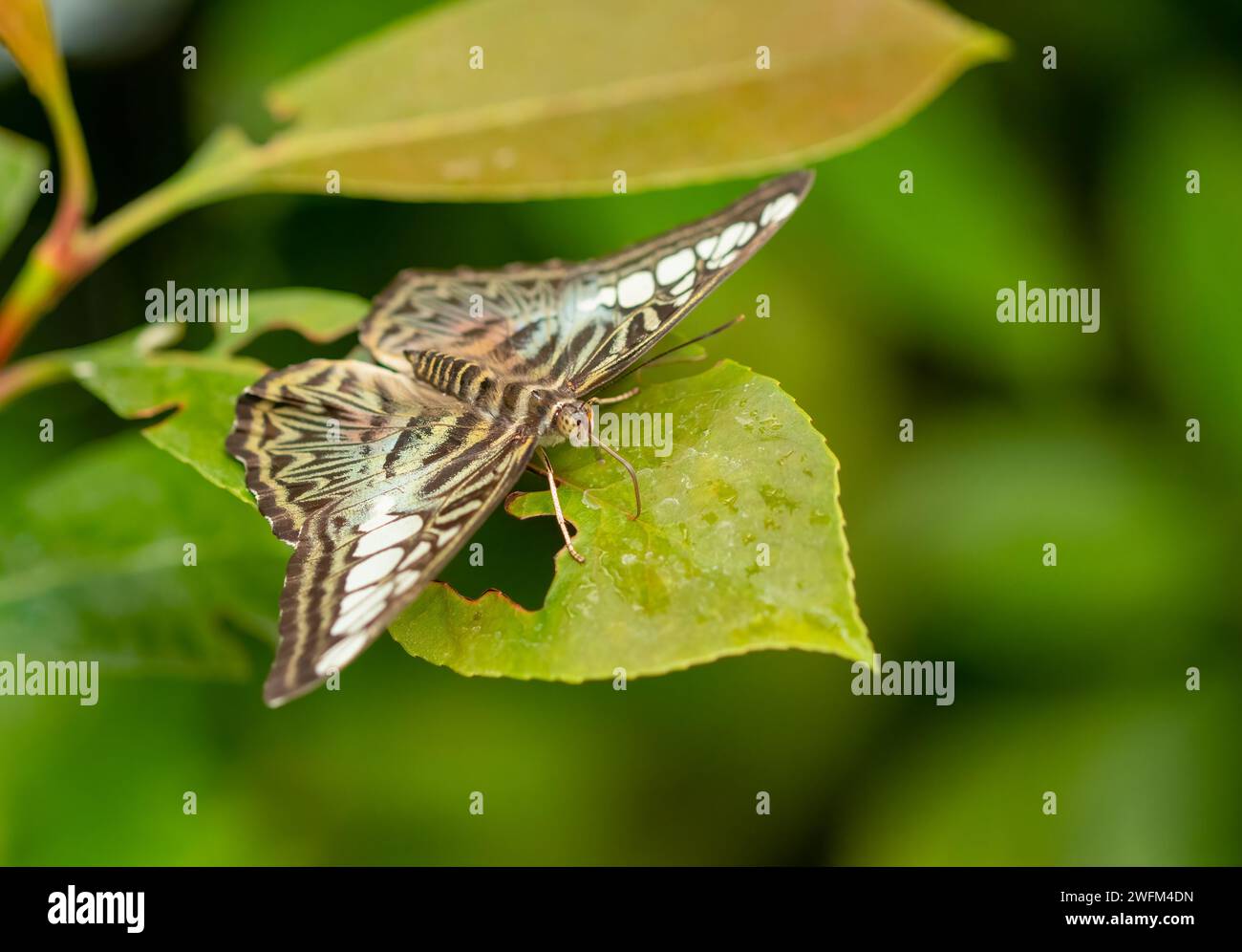 A clipper butterfly (Parthenos sylvia) standing on a green leaf Stock ...