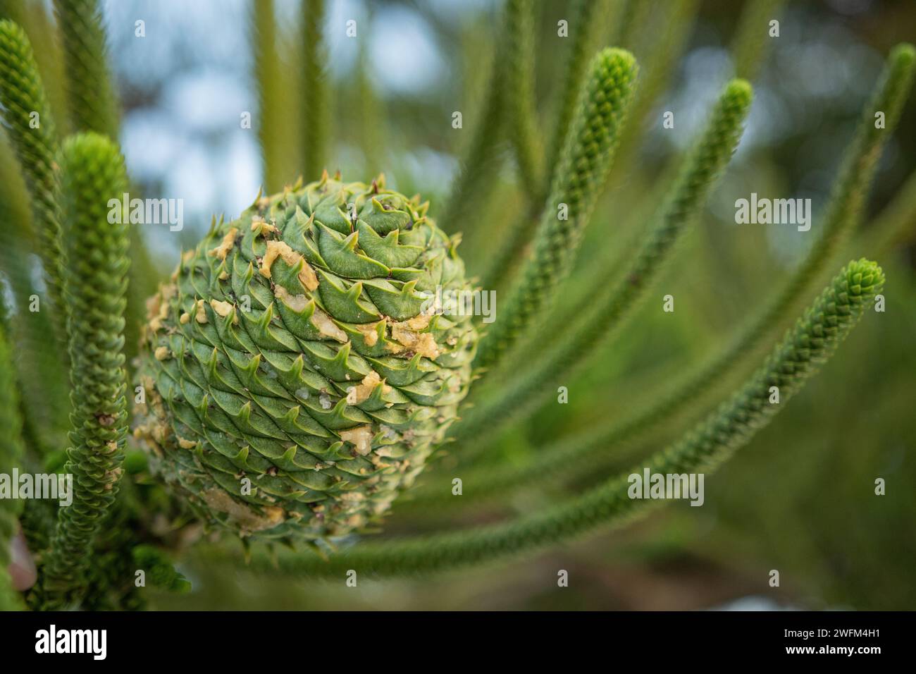 Araucaria heterophylla hi-res stock photography and images - Alamy