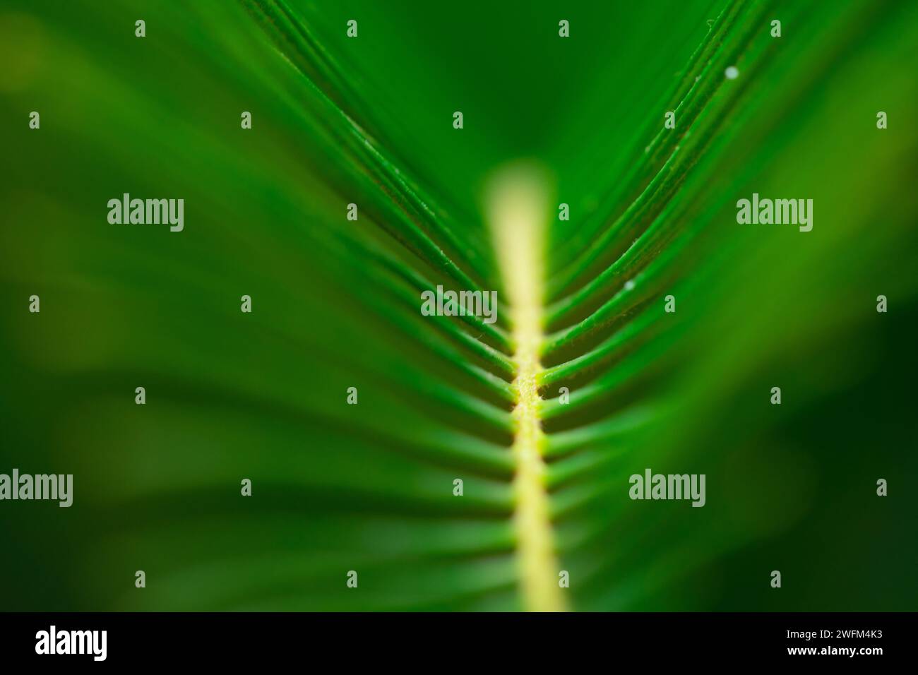 Date palm (Phoenix dactylifera) leaf detail. Green leaves of date palm ...