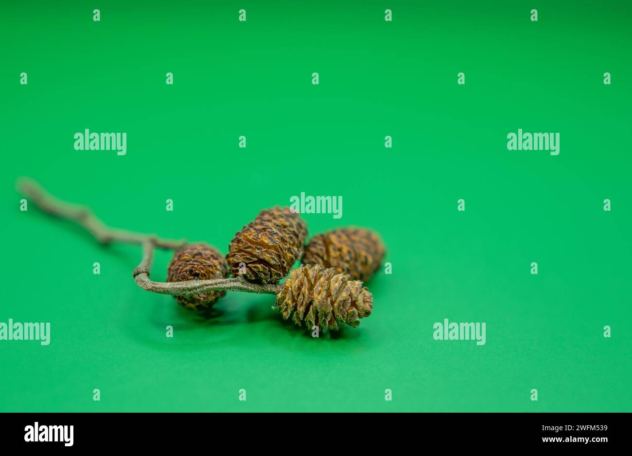 Alder cone formation hi-res stock photography and images - Alamy