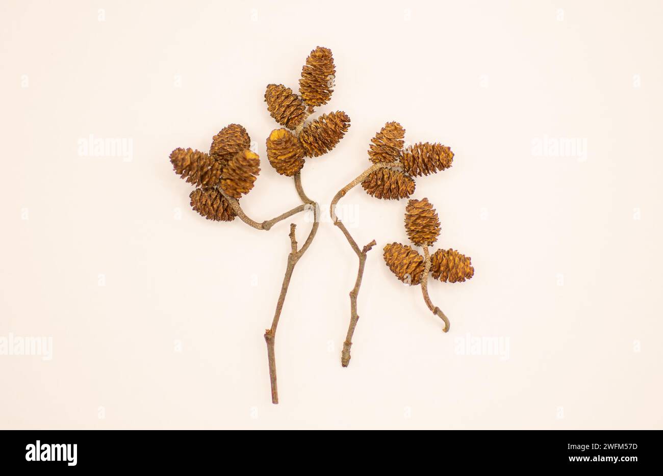 Gray alder seeds hi-res stock photography and images - Alamy