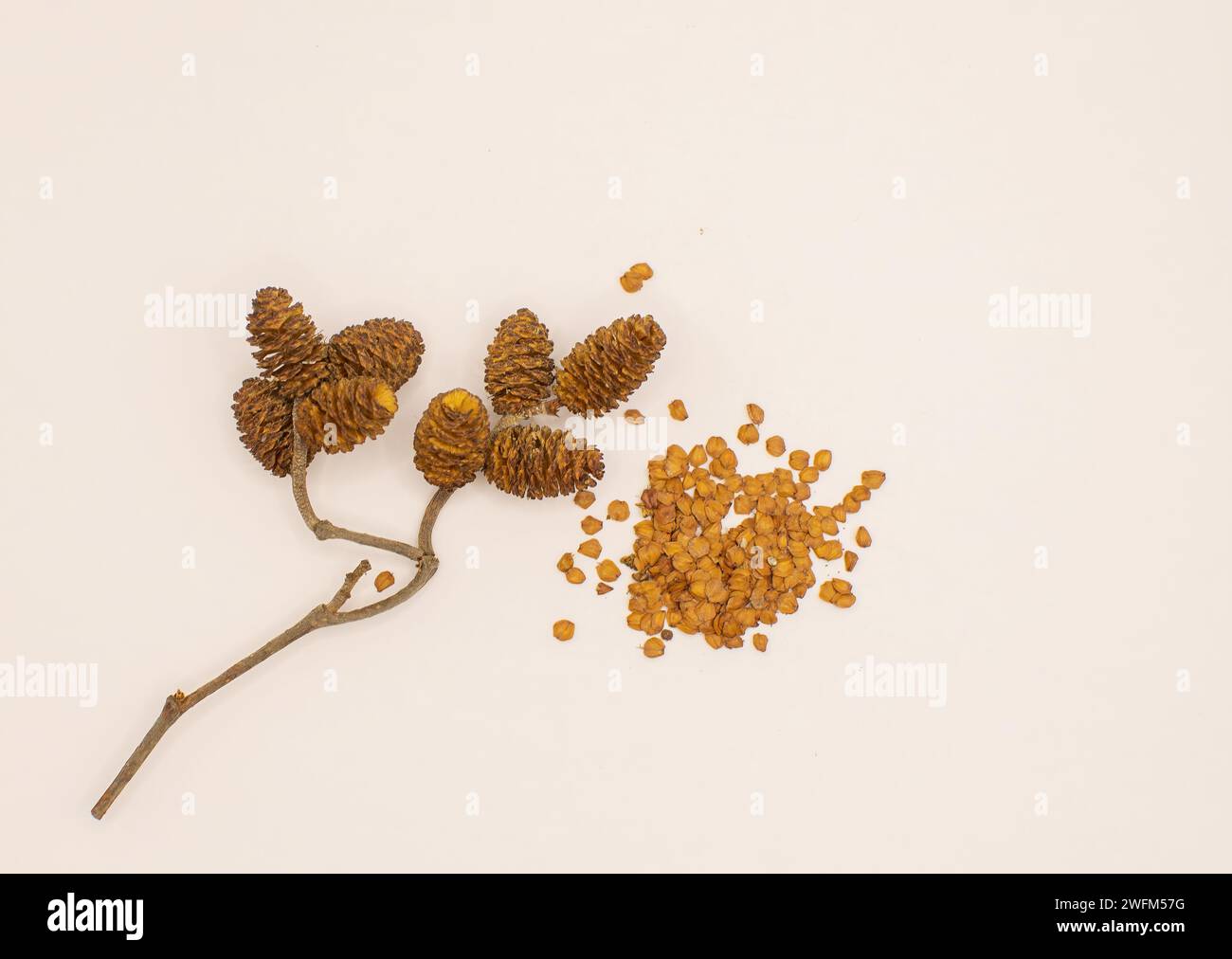 Gray alder (Alnus incana) seeds isolated on white. Riparian and gallery ...