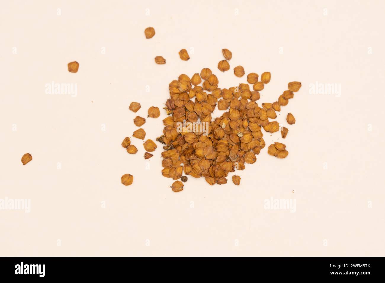 Gray alder (Alnus incana) seeds isolated on white. Riparian and gallery ...