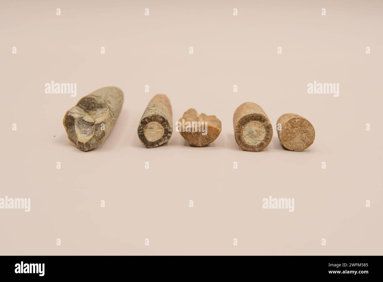 Belemnites isolated on white. Belemnites are fossils of squid like ...