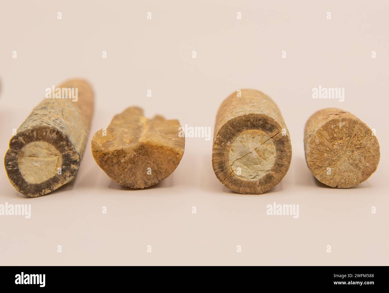 Belemnites isolated on white. Belemnites are fossils of squid like ...