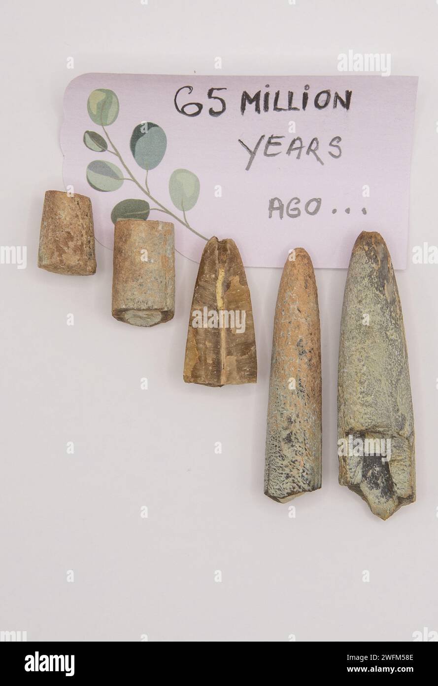 Belemnites isolated on white. Belemnites are fossils of squid like ...