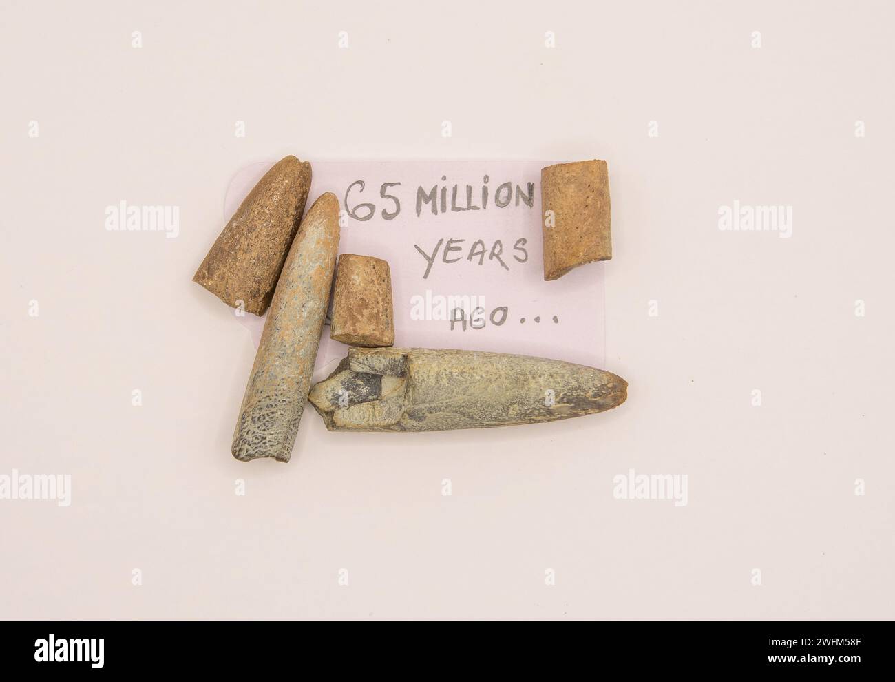 Belemnites isolated on white. Belemnites are fossils of squid like ...