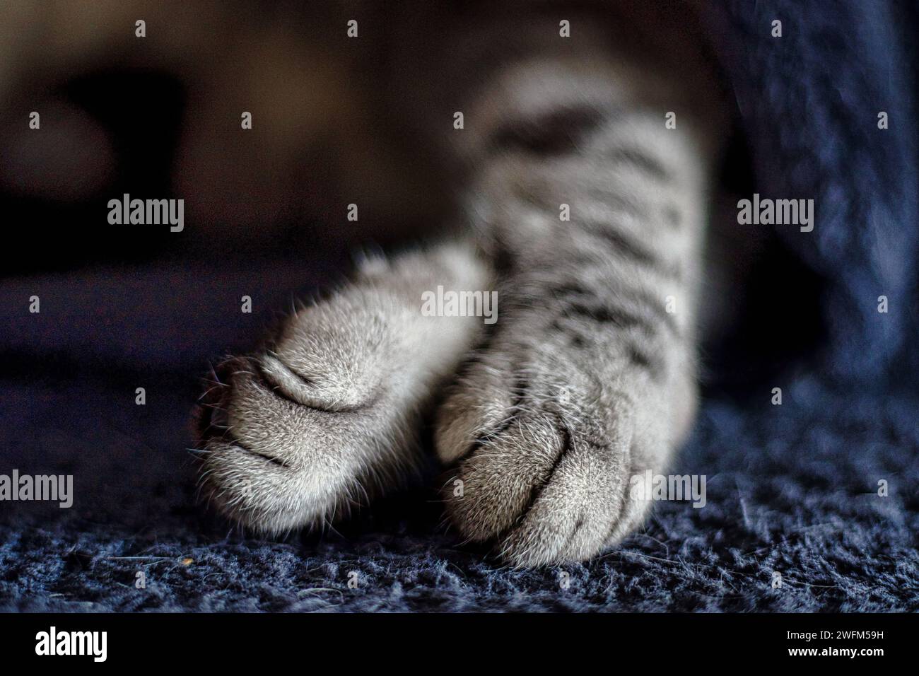 Close up of feline's feet Stock Photo - Alamy
