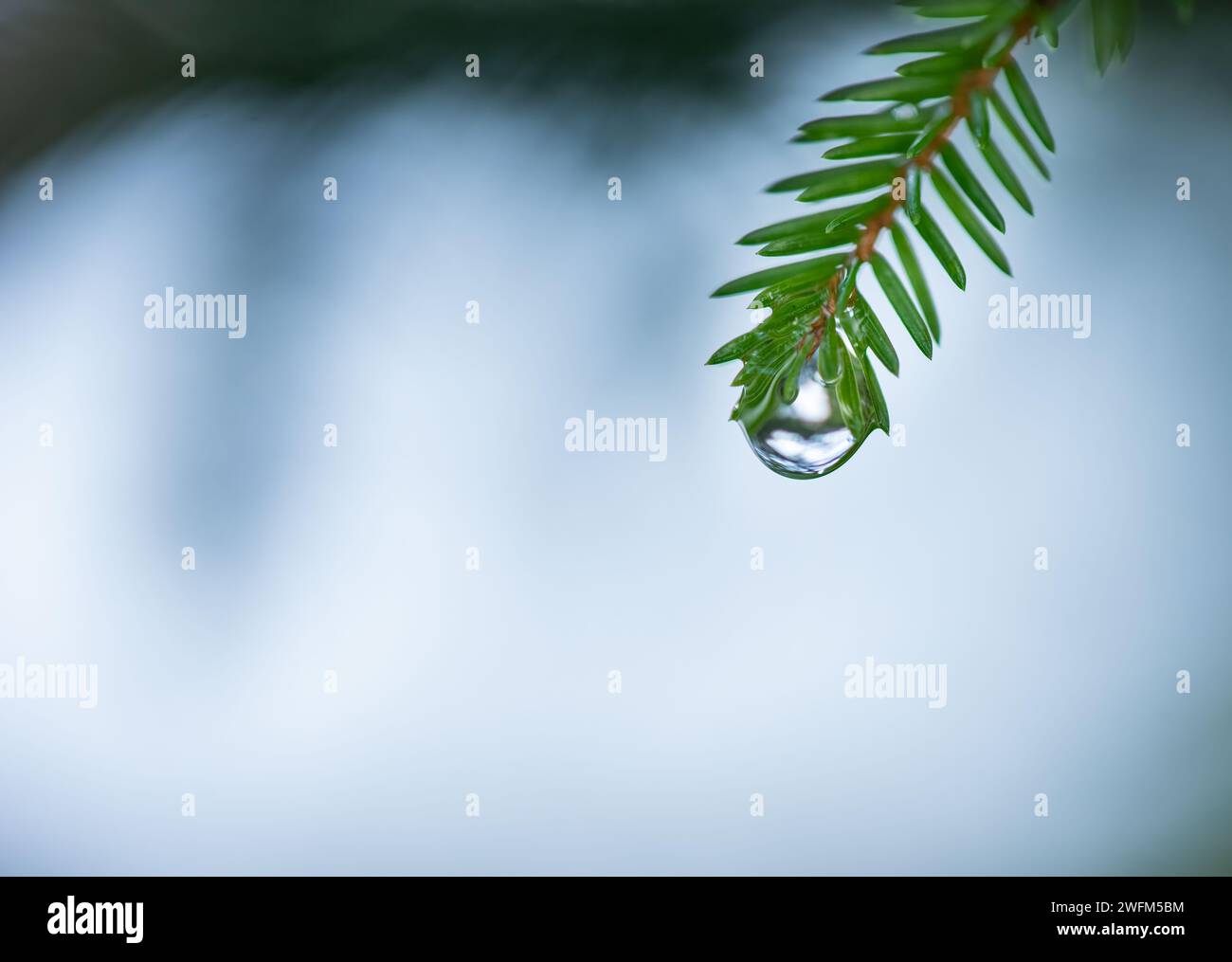 A drop of water hanging on a spruce branch. Water drop concept. Natural ...