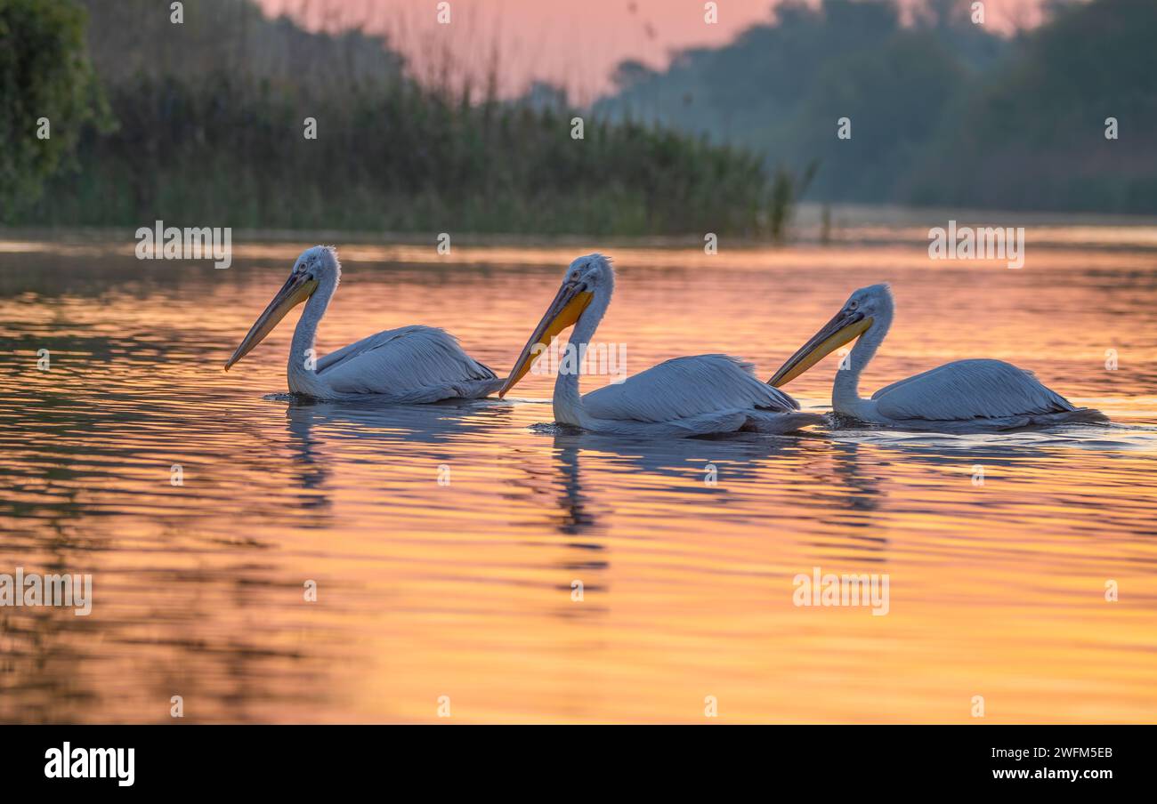Three pelicans in the sunrise from the Danube delta. Danube delta ...