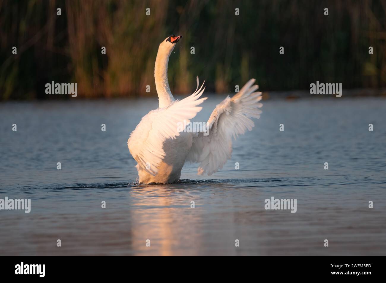 A male swan defending the nest in Danube Delta. Danube Delta ...