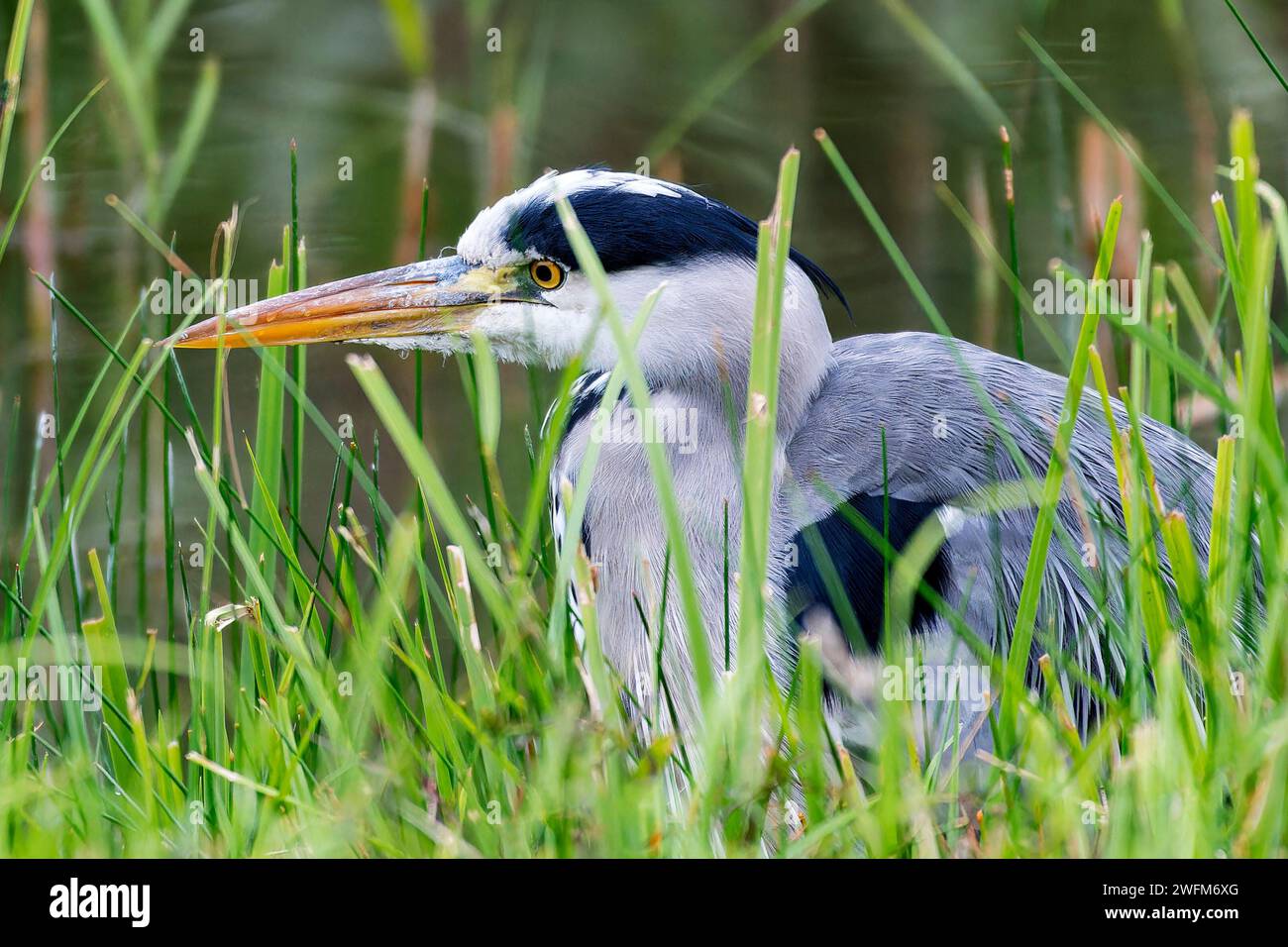 Sneaky sniper in the grass Stock Photo - Alamy