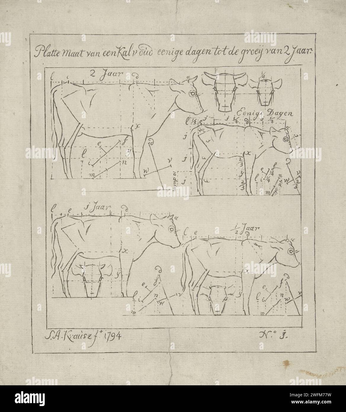 Schematic representation of standing cows of two years and younger ...