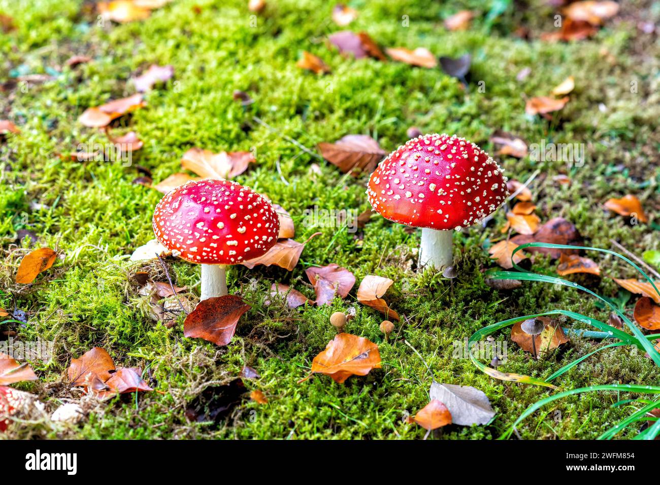 Poisonous toadstool hi-res stock photography and images - Alamy
