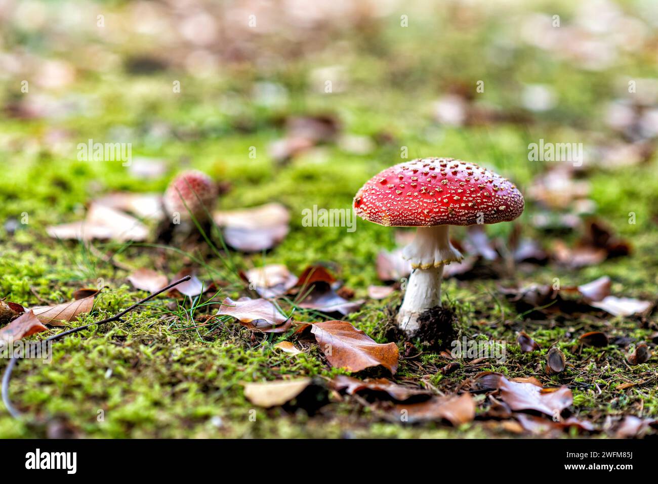 Poisonous toadstool hi-res stock photography and images - Alamy