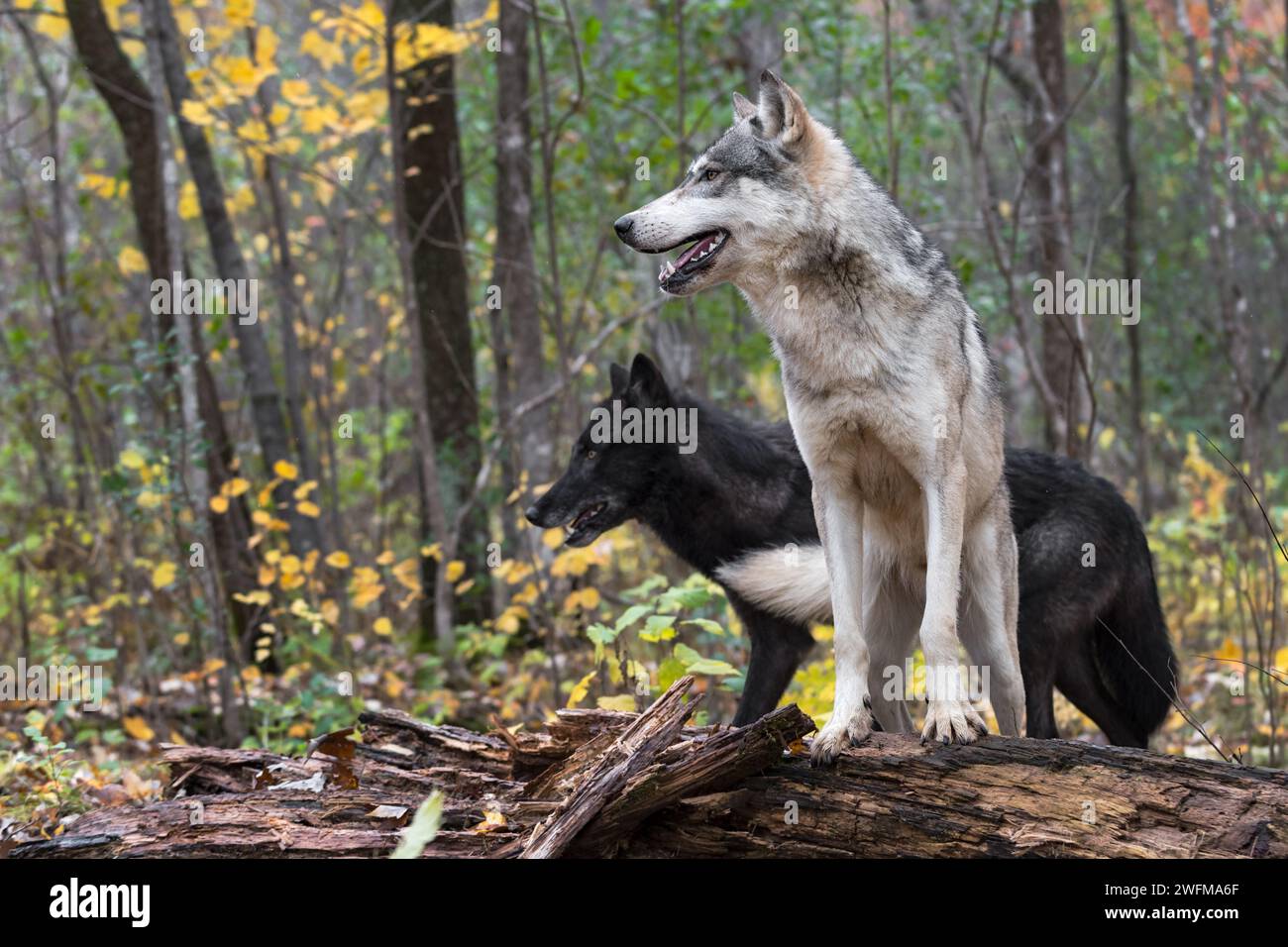Wolf stands hi-res stock photography and images - Alamy