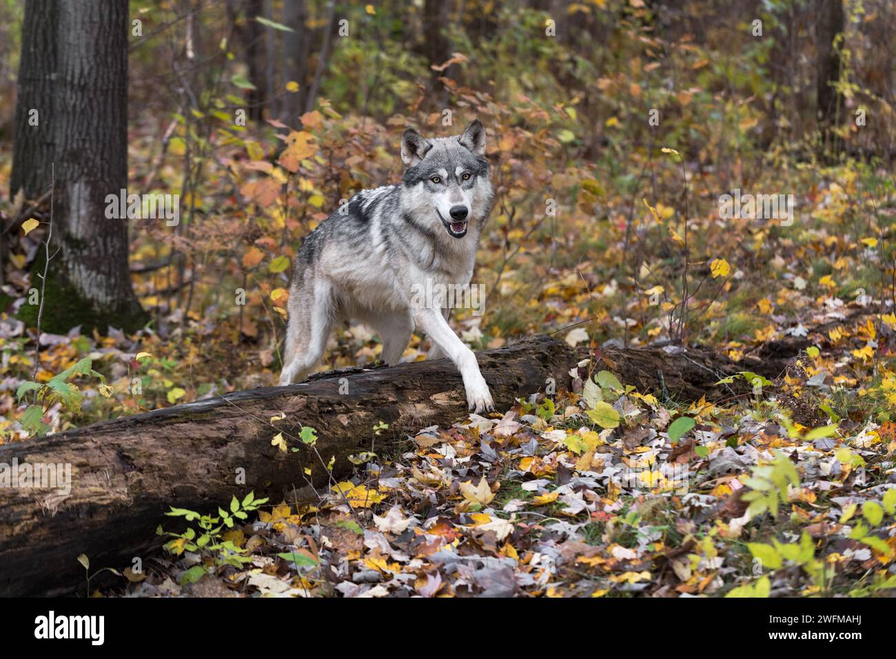 Grey Wolf (Canis lupus) One Leg Over Log Autumn - captive animal Stock ...