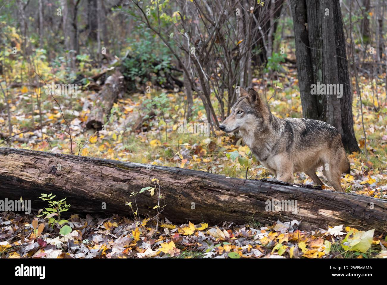 Grey Wolf (Canis lupus) Stands Behind Log Looking Left Autumn - captive ...