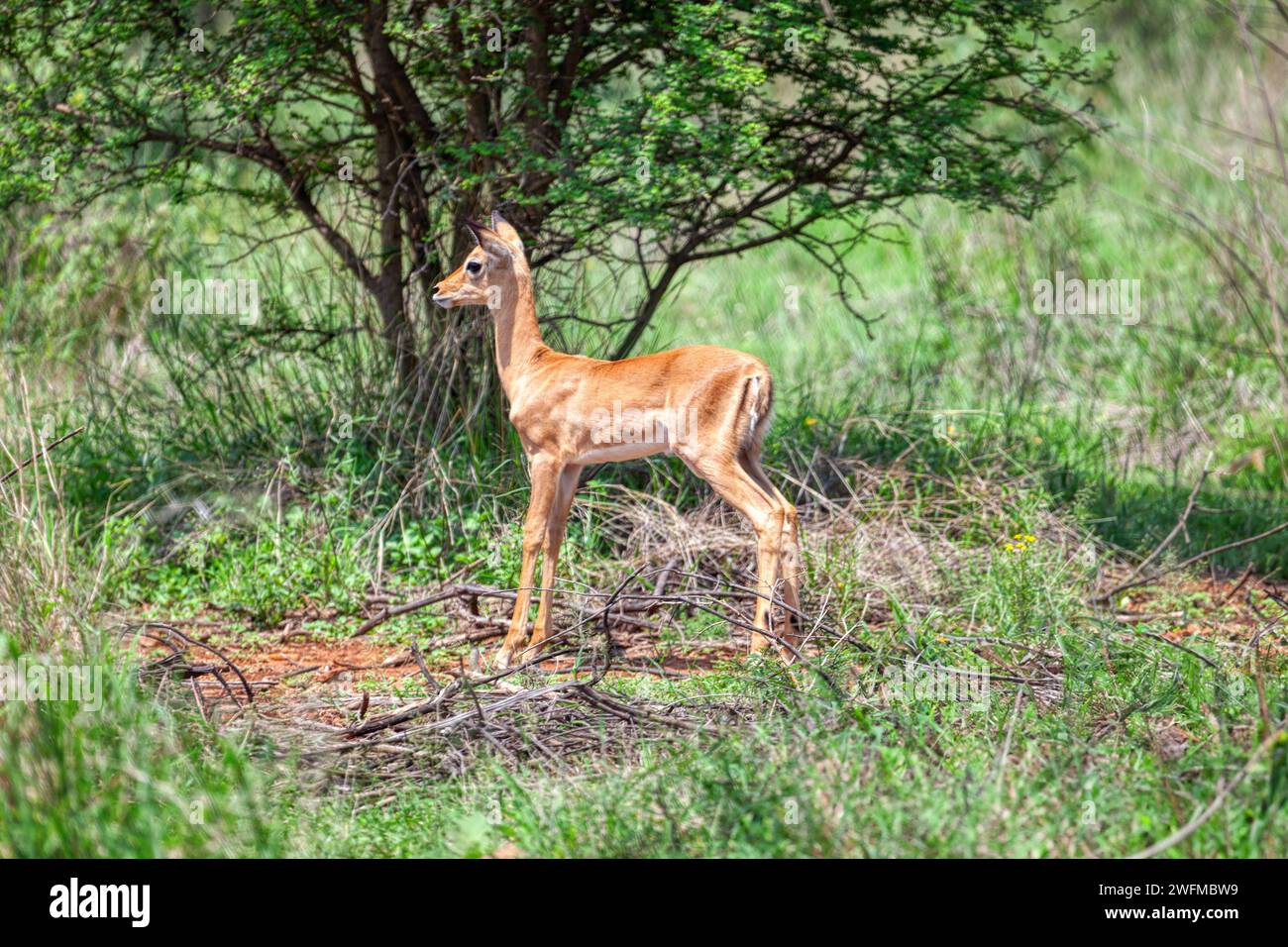 baby impala walking in the bush, wildlife game reserve in Botswana ...