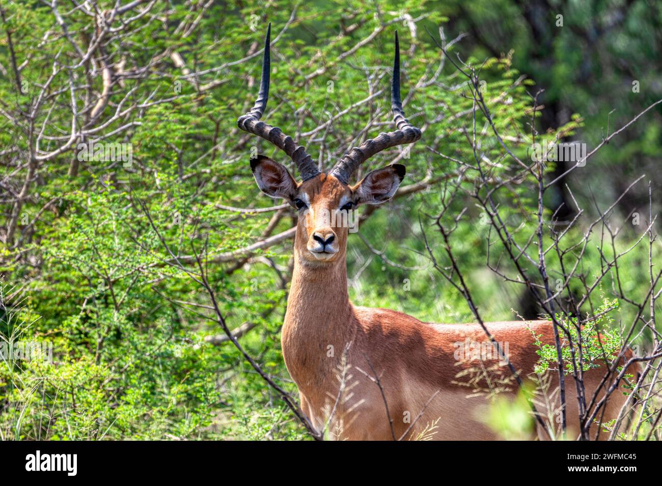 impala walking in the bush, wildlife game reserve in Botswana Stock ...