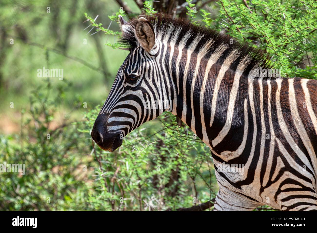 Zebra herd walking away hi-res stock photography and images - Alamy