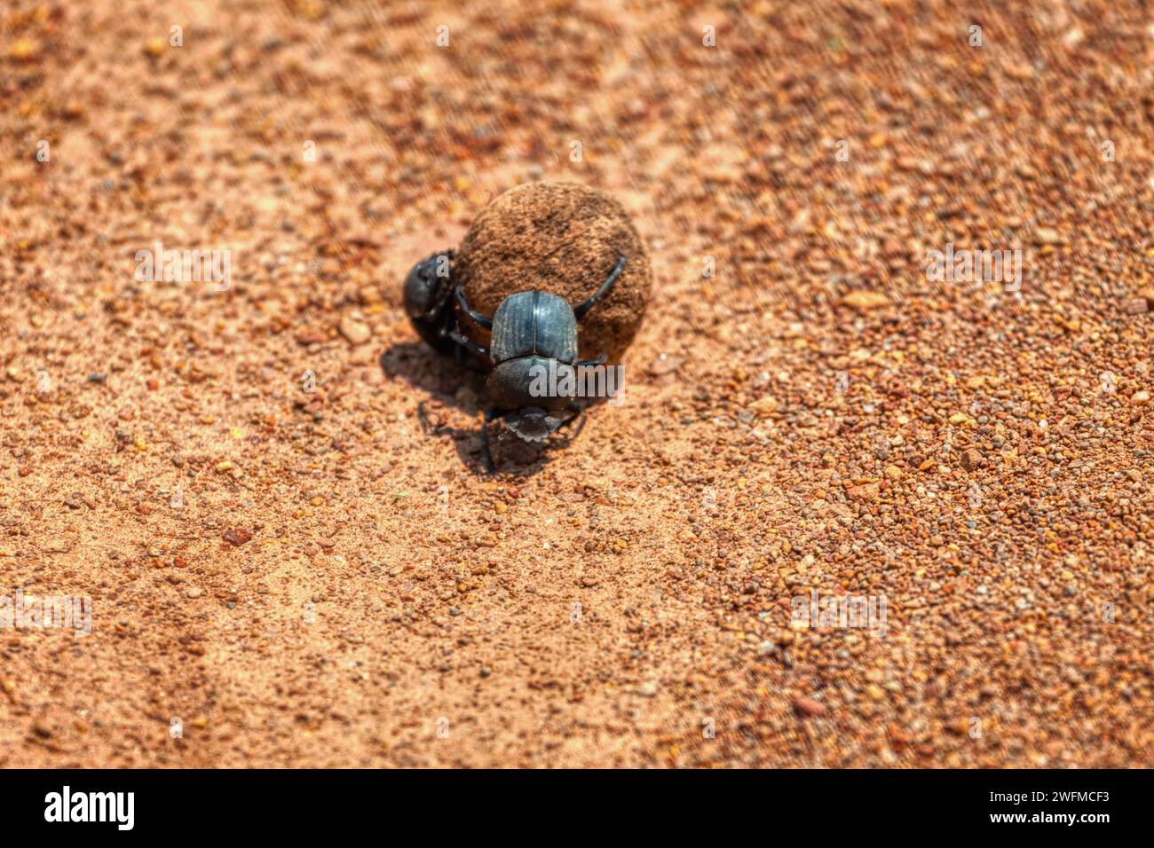 two dung beetle rolling a ball of dung in the sand in a hot day, large ...