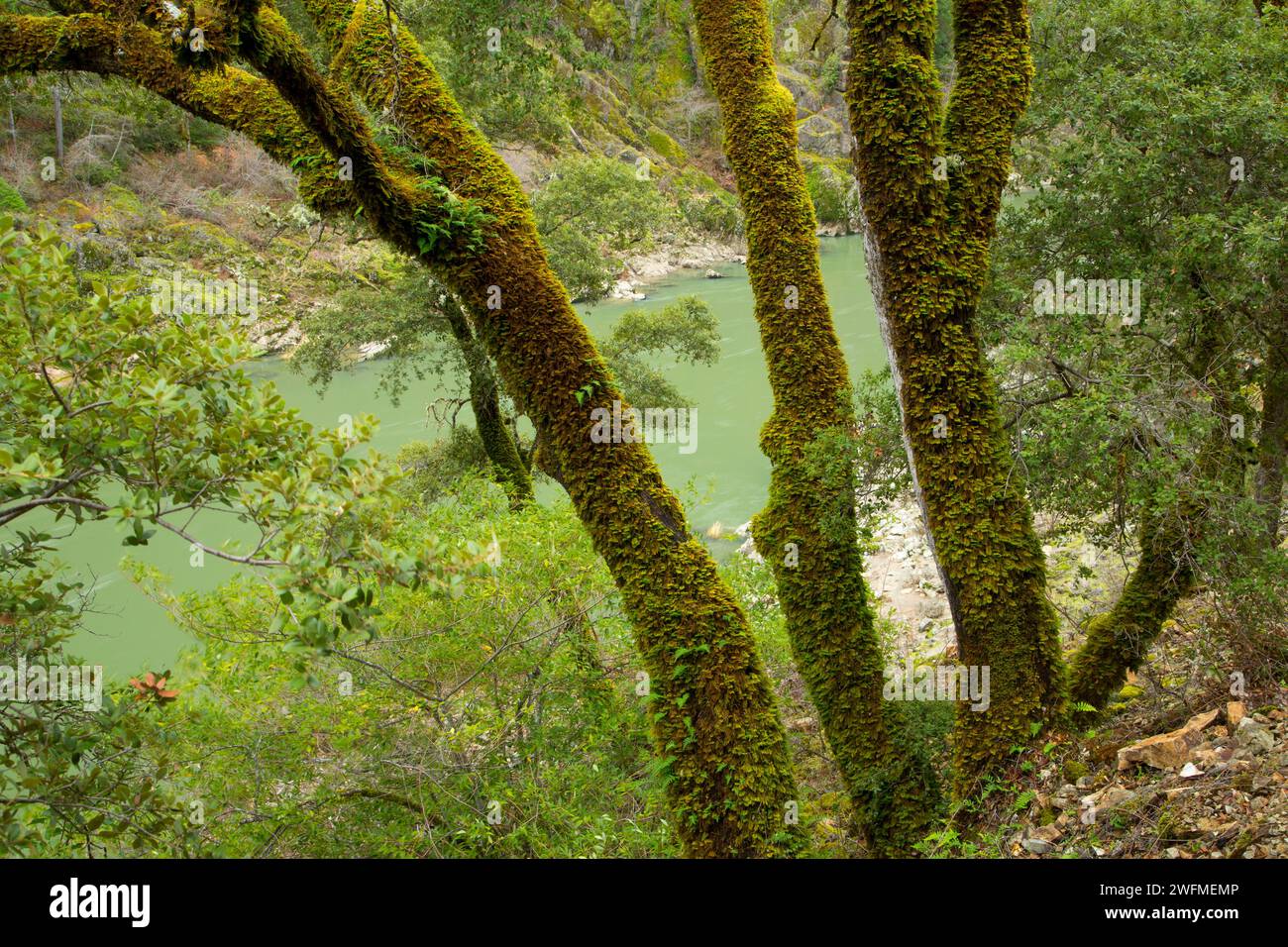 Tanoak along Rogue River National Recreation Trail, Rogue Wild and ...