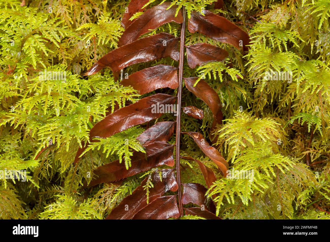 Western sword fern with club moss along Taylor Creek Trail, Siskiyou ...