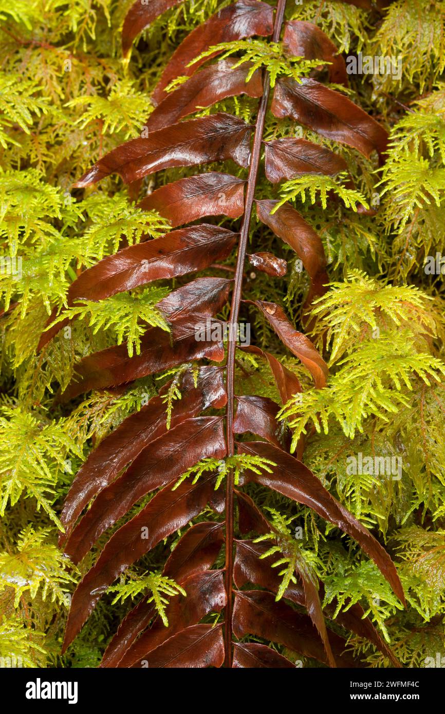 Western sword fern with club moss along Taylor Creek Trail, Siskiyou ...
